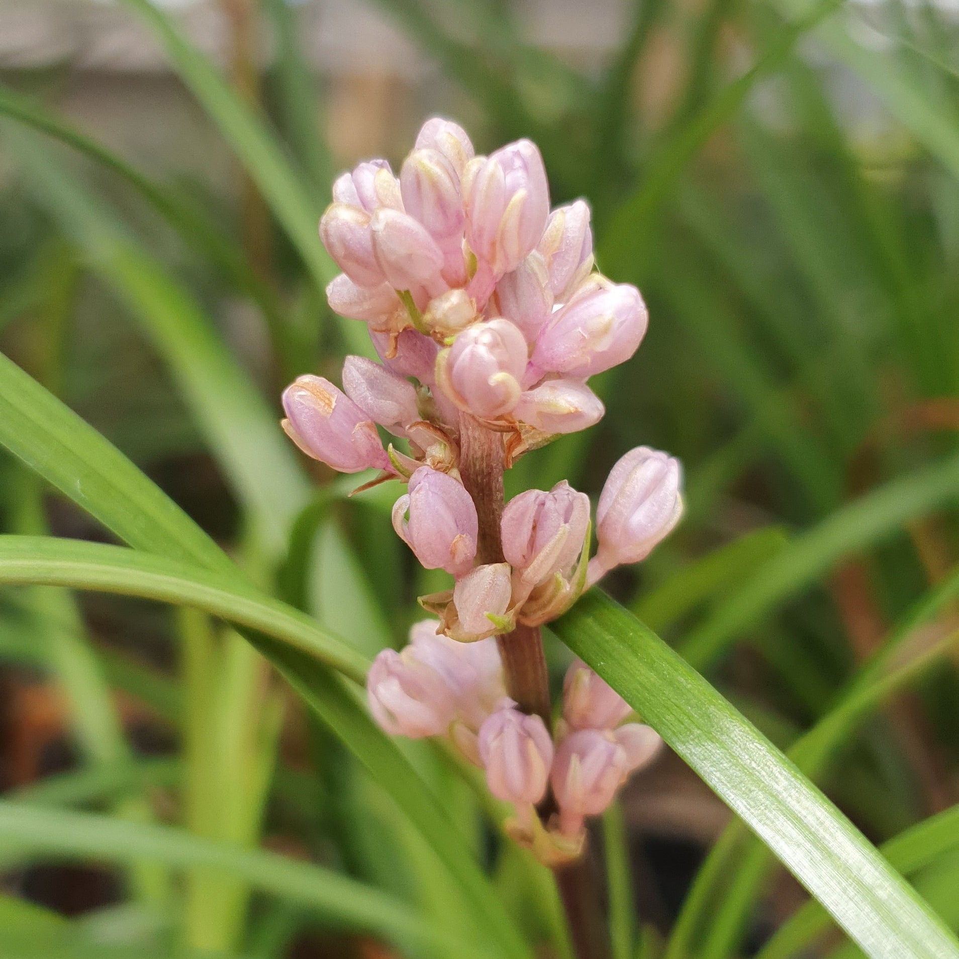 LIRIOPE SPICATA "Franklin Mint" – Liriope and Mondo
